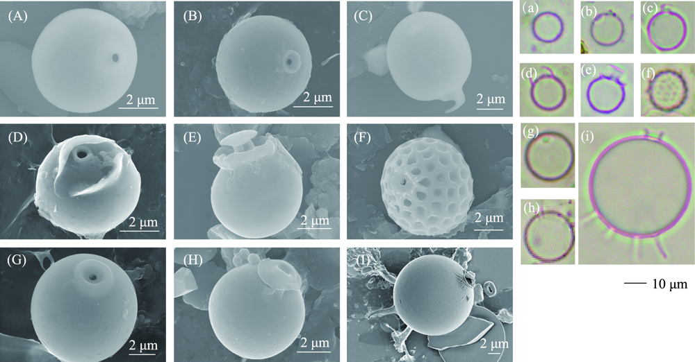 Applications of chrysophyte stomatocysts in studies of aquatic ...